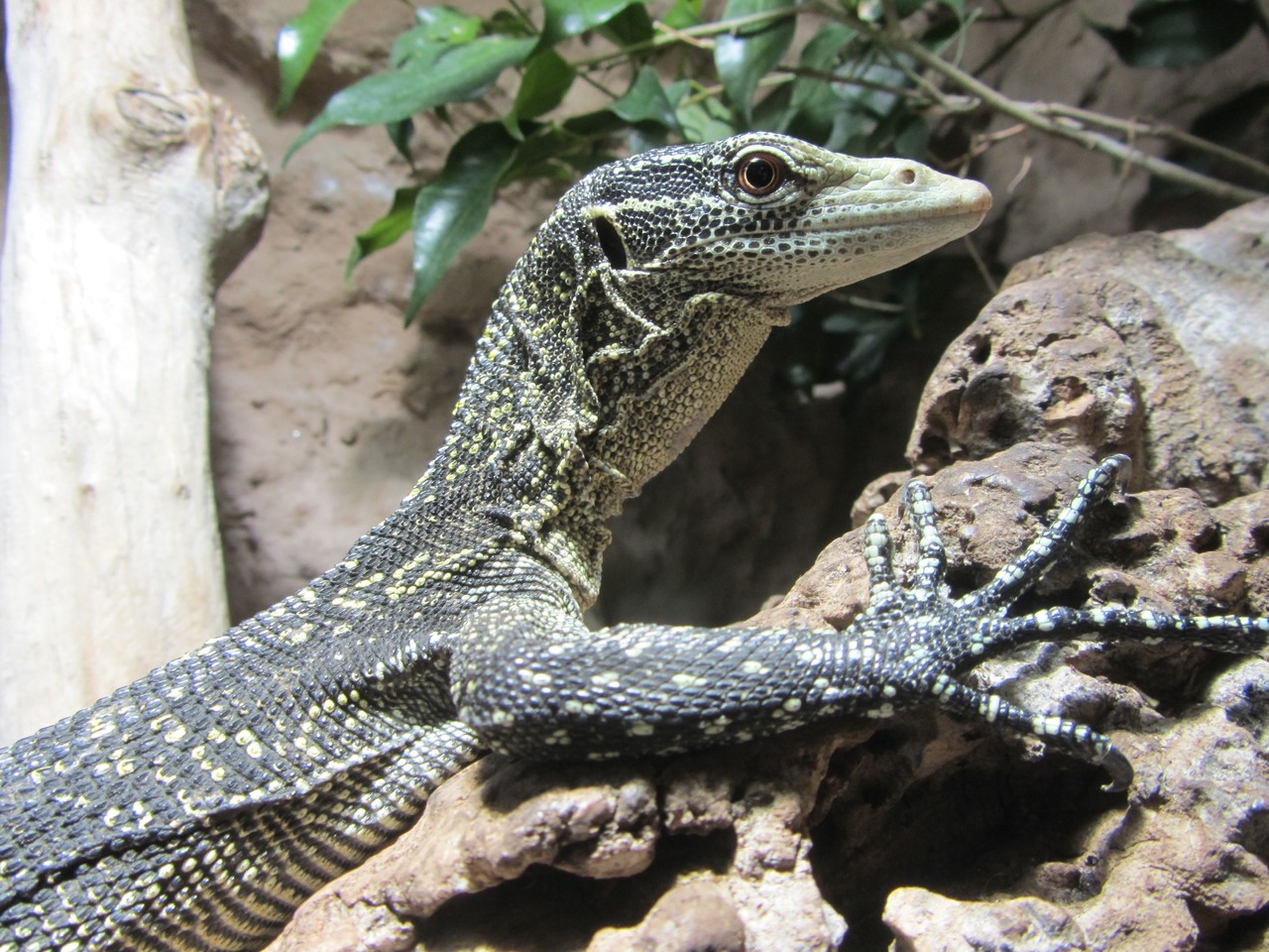 Terrarien - Warane - Haltung, Pflege und Zucht