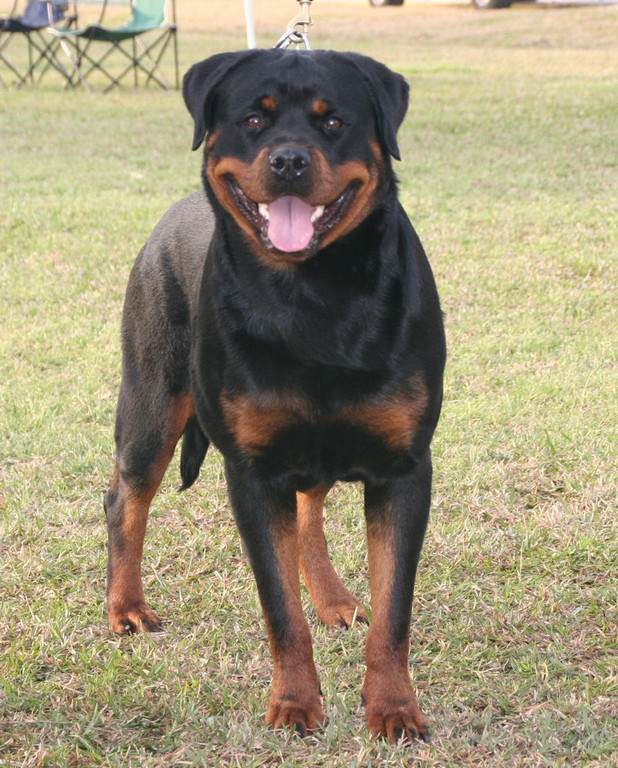 Achilles Progeny - Old World Kennel