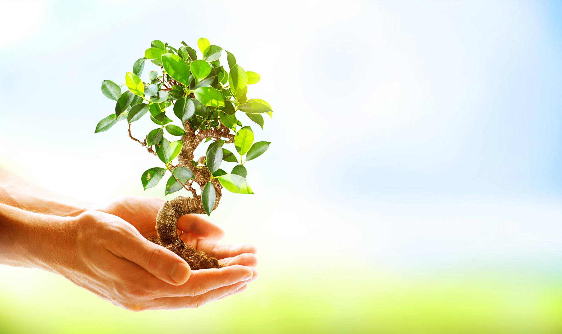Elige tu planta según tu patología - Driadas.uy:: Extractos Botánicos