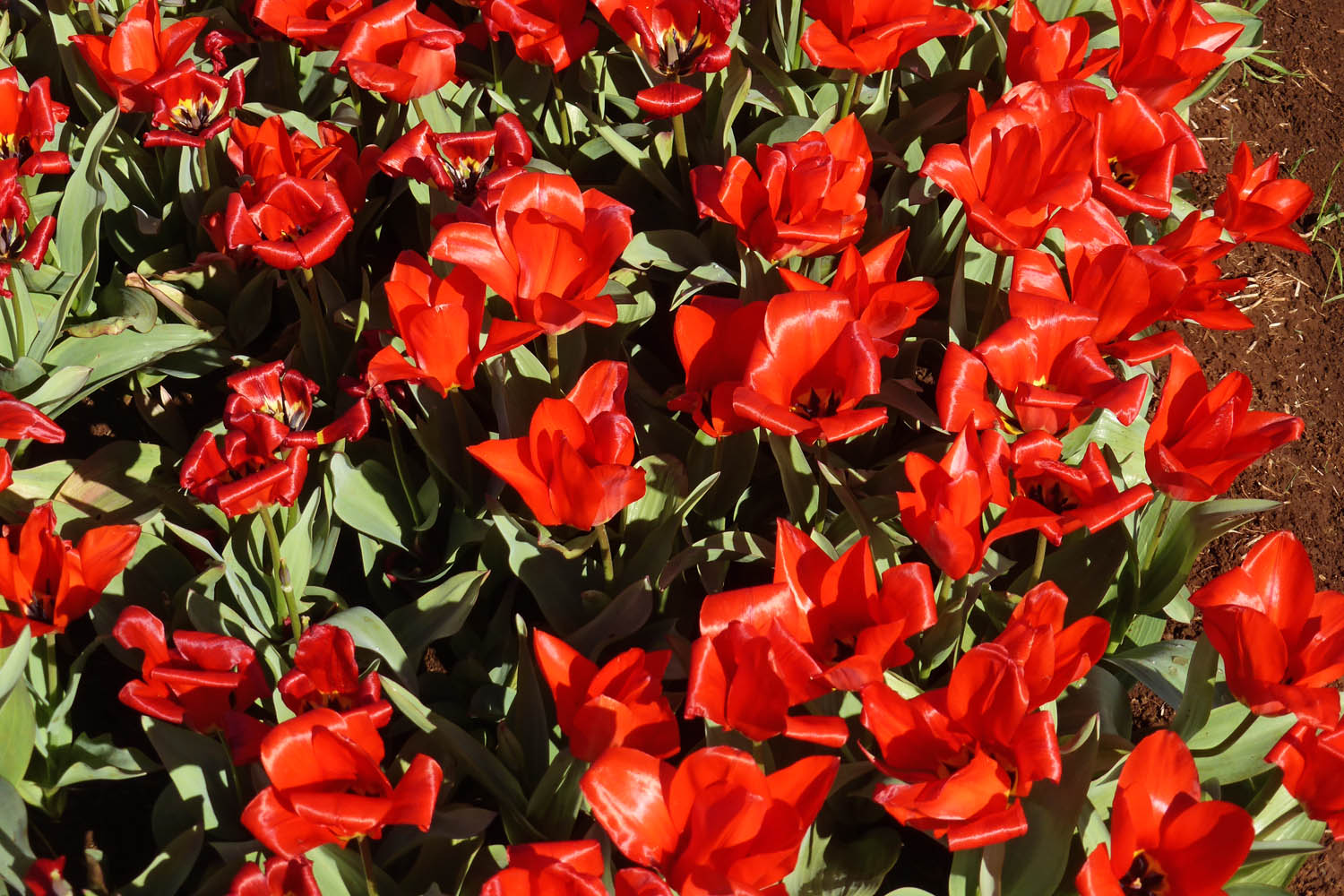 Tulips on Table Cape - The Journey and the Destination