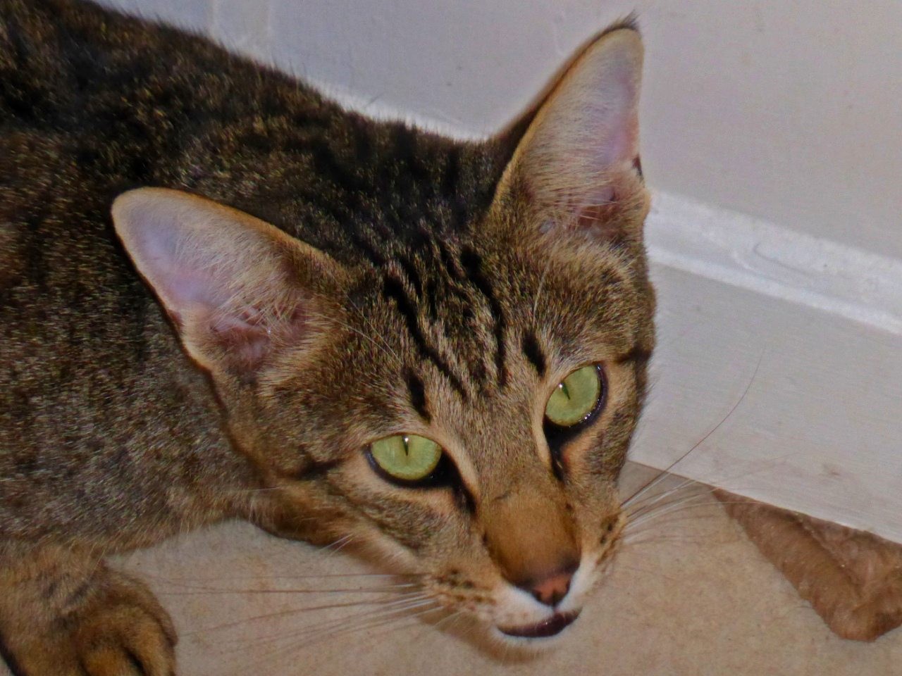 Ringo the killer cat - The Journey and the Destination