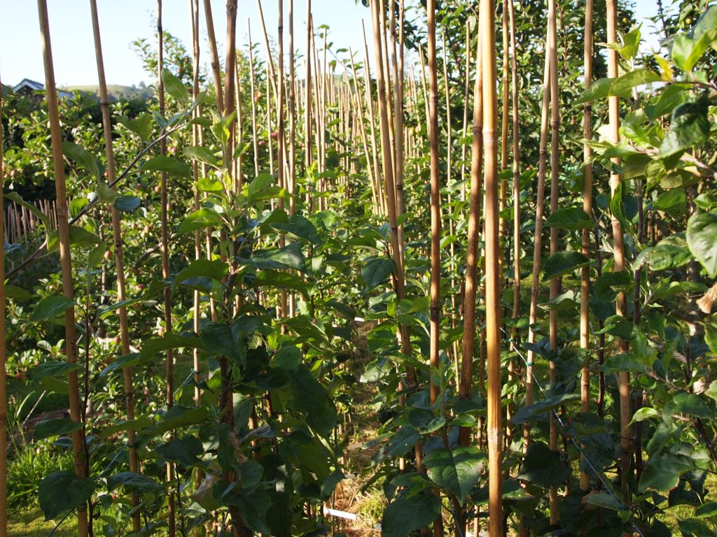 Seedling Height And Nodes Ystwyth Valley Apple Breeders Wales United Kingdom