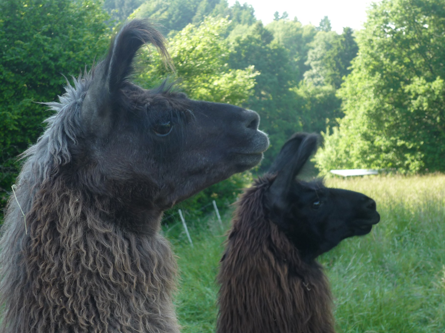 Lama-Trekking Beerbach-Lamas Ober-Beerbach - beerbach-lamass Webseite!