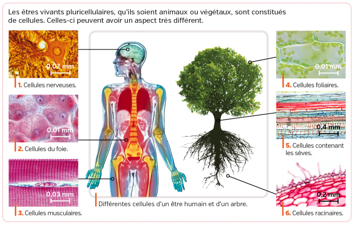 Chapitre 3 : La cellule, point commun des êtres vivant - Site de svtpmc