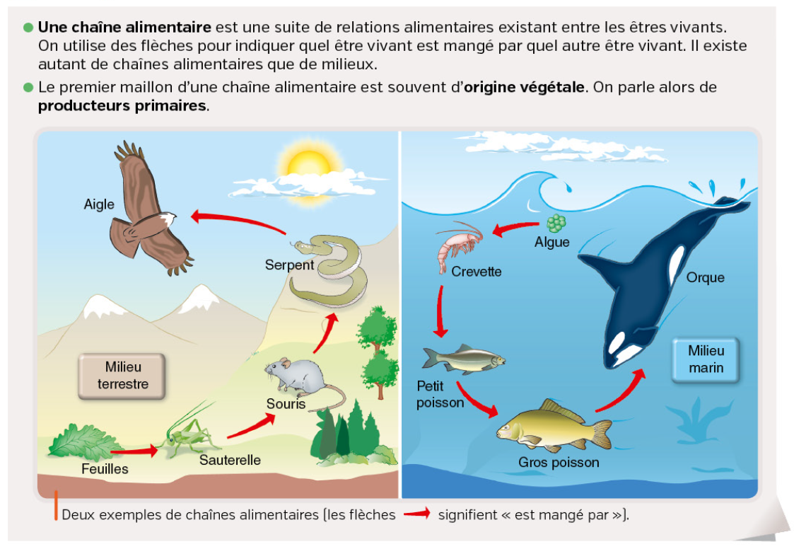 Chapitre 6 : La matière organique - Site de svtpmc