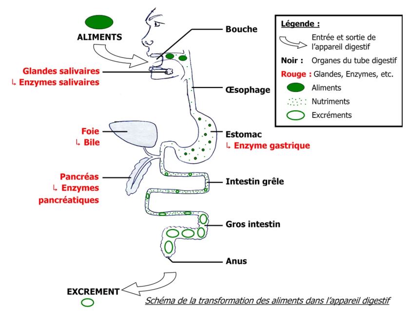Chapitre 4 : La digestion des aliments - Site de svtpmc