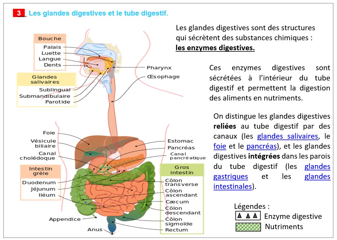 Chapitre 4 : La digestion des aliments - Site de svtpmc