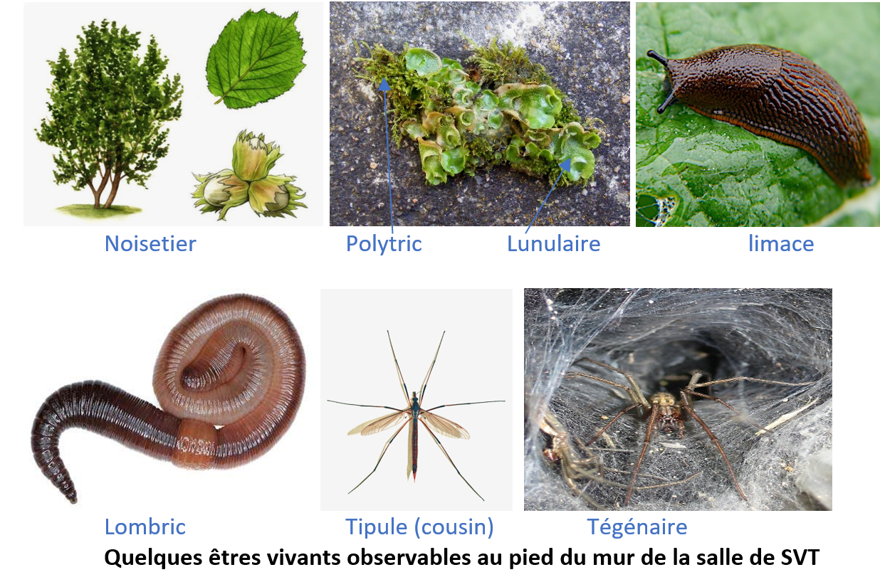 Chapitre 5 : Notre environnement - Site de svtpmc