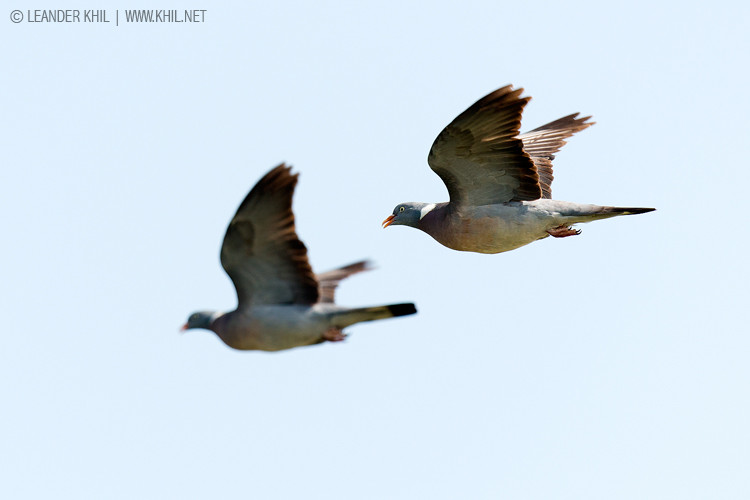 Po Delta, Italy - Leander Khil | Birds/Conservation/Photography