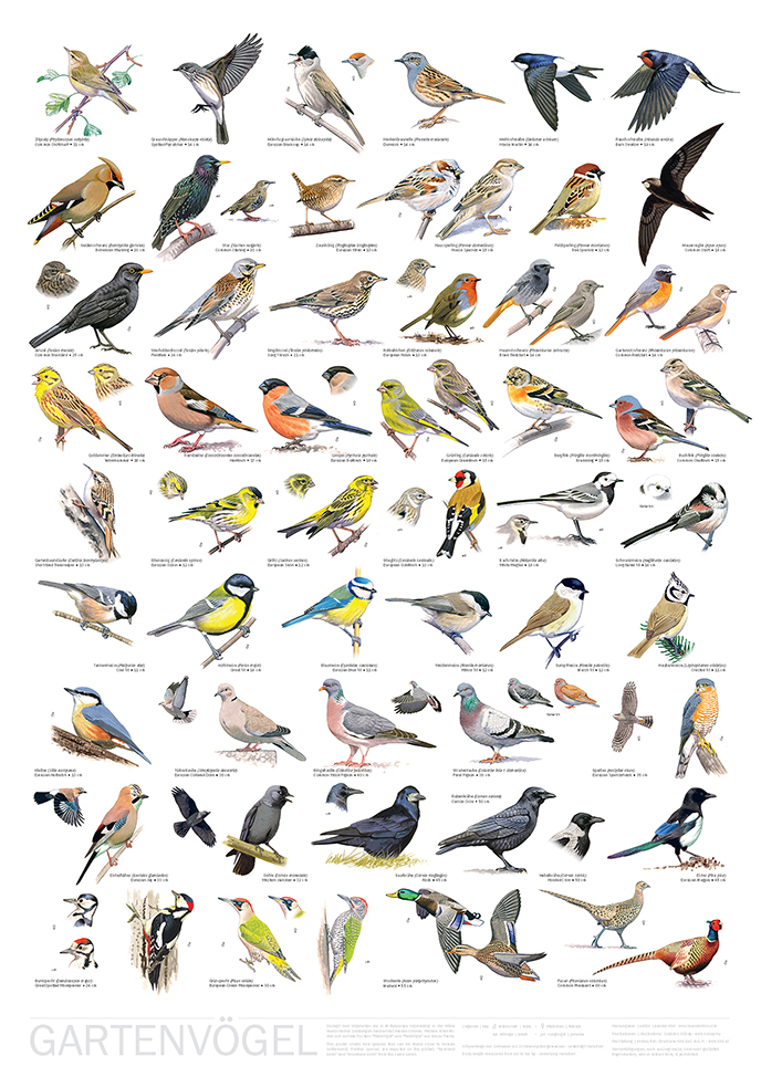Naturposter - Leander Khil | Birds/Conservation/Photography