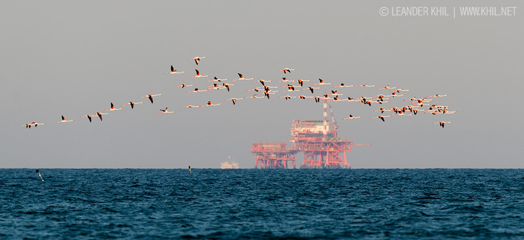 Po Delta, Italy - Leander Khil | Birds/Conservation/Photography