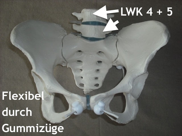 Shop | Beckenbodenmodell - 3-D Beckenboden/Körpermodell