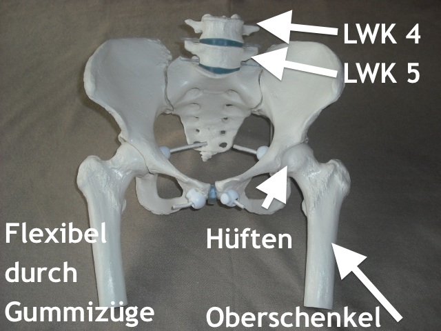 Shop | Beckenbodenmodell - 3-D Beckenboden/Körpermodell
