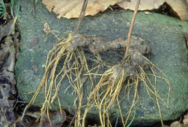 The Forbidden Doctor Protocol #0001 - The Forbidden Doctor | Dr. Jack ...