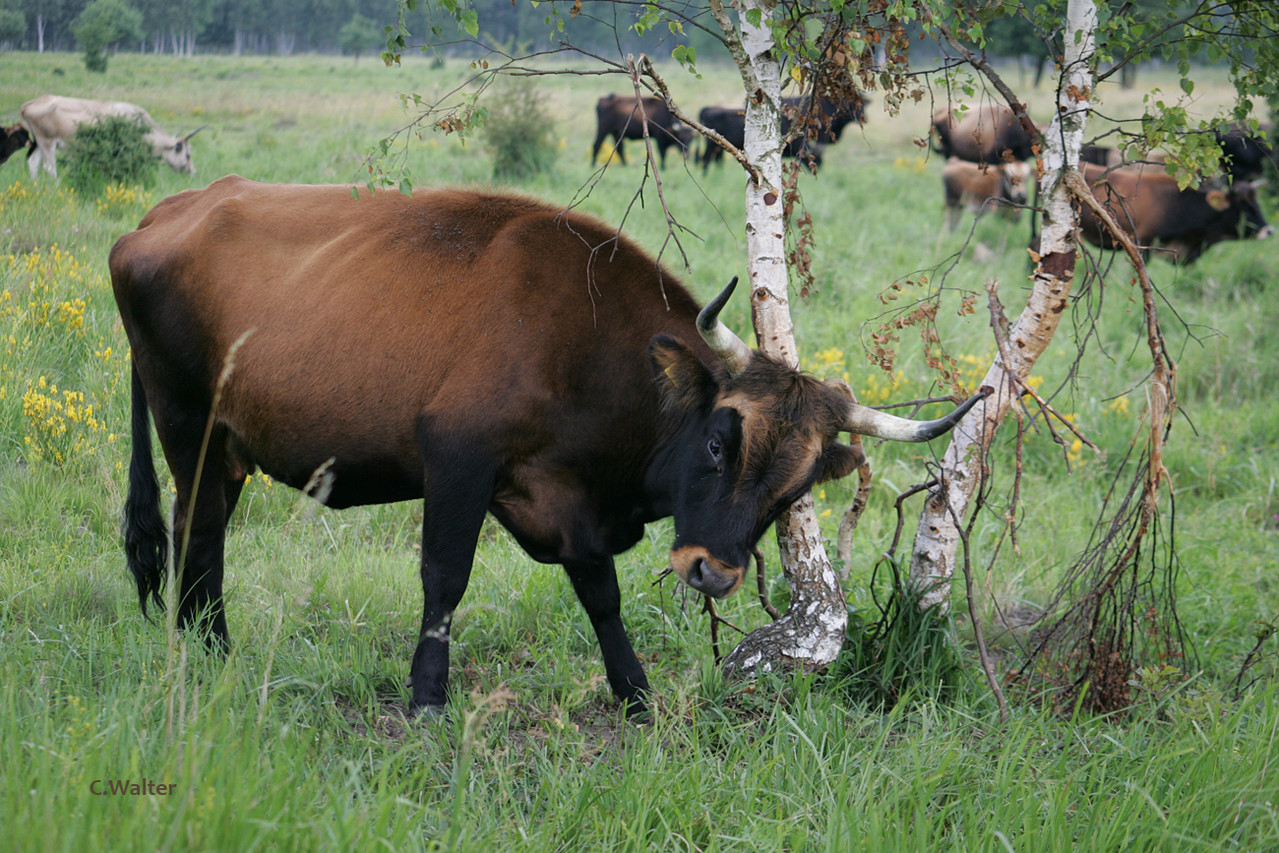Das Heckrind - primigeniuss Webseite!