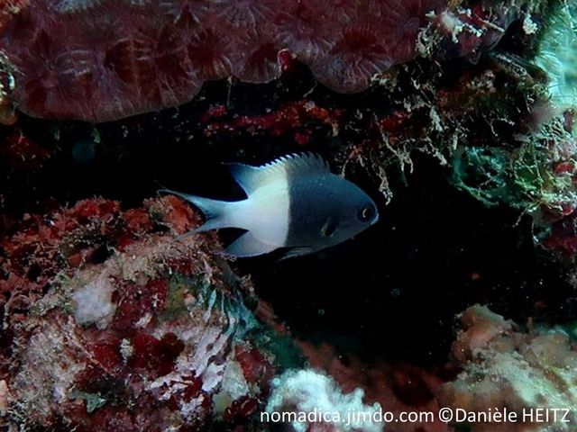 Chromis dimidiata - Site de nomadica