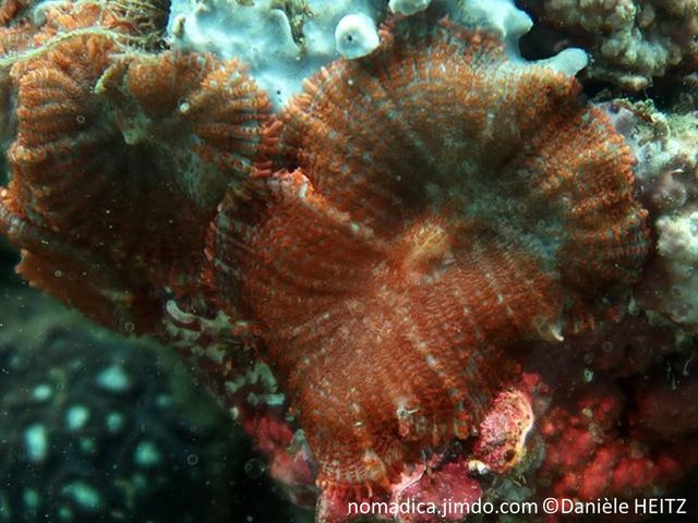 Rhodactis inchoata - Site de nomadica