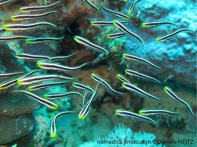 Plotosus lineatus - Site de nomadica