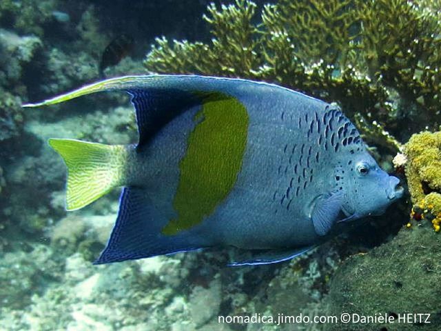 Pomacanthus maculosus - Site de nomadica