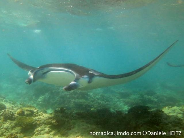 Mobula alfredi - Site de nomadica