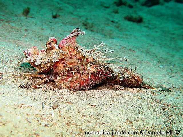 Inimicus filamentosus - Site de nomadica