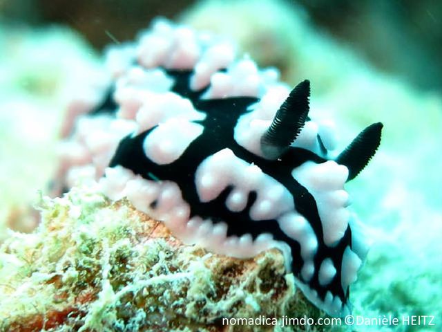 Phyllidiella pustulosa - Site de nomadica