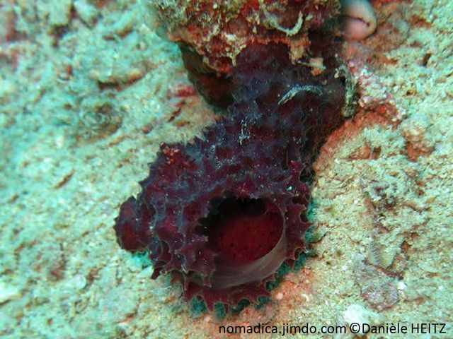 Mycale (Arenochalina) euplectellioides - Site de nomadica