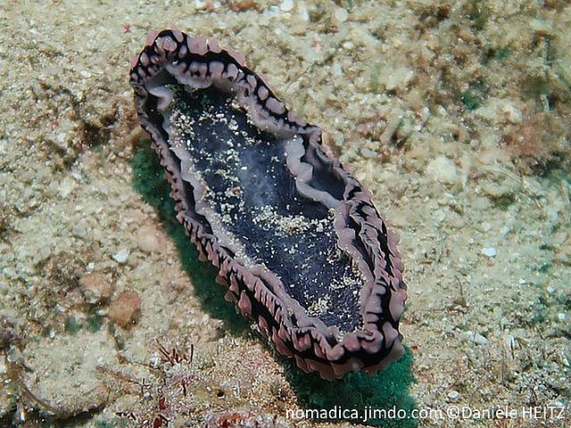 Phyllidiella pustulosa - Site de nomadica