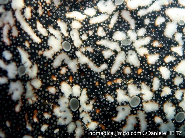 Botryllus sp - Site de nomadica