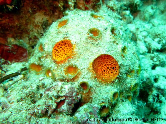 Cinachyrella australiensis - Site de nomadica