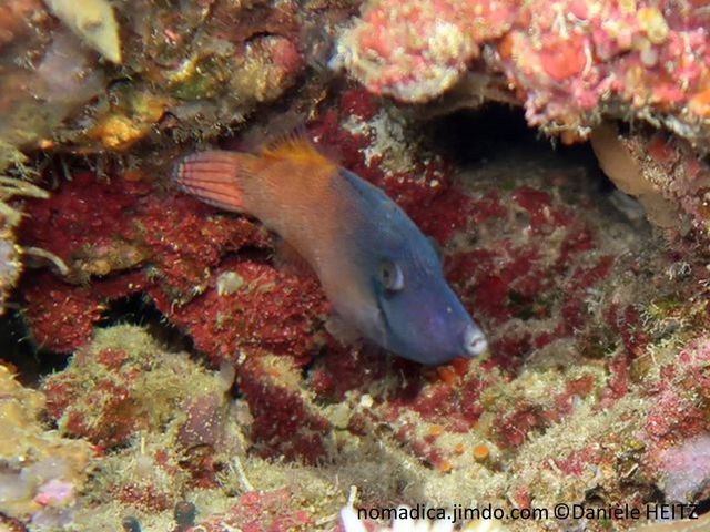 Pervagor melanocephalus - Site de nomadica