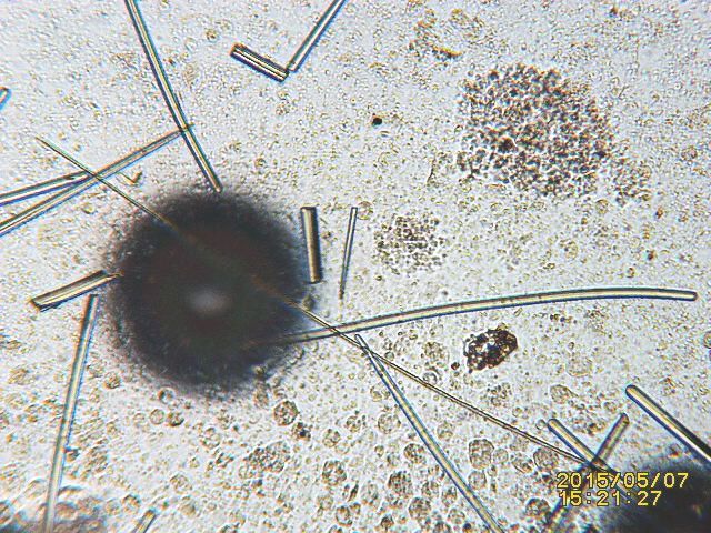 stylissa carteri - Site de nomadica