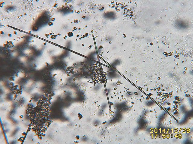 Hemimycale arabica - Site de nomadica