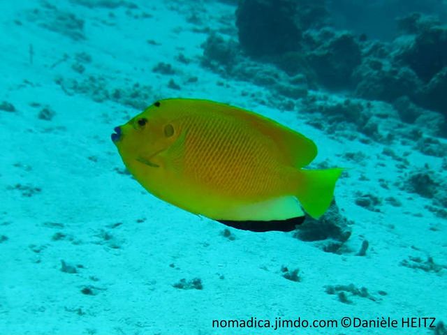 Apolemichthys trimaculatus - Site de nomadica
