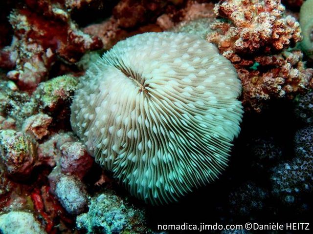 Lobactis scutaria - Site de nomadica