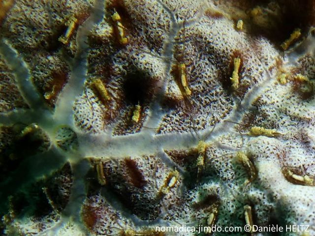 Polydora ciliata - Site de nomadica