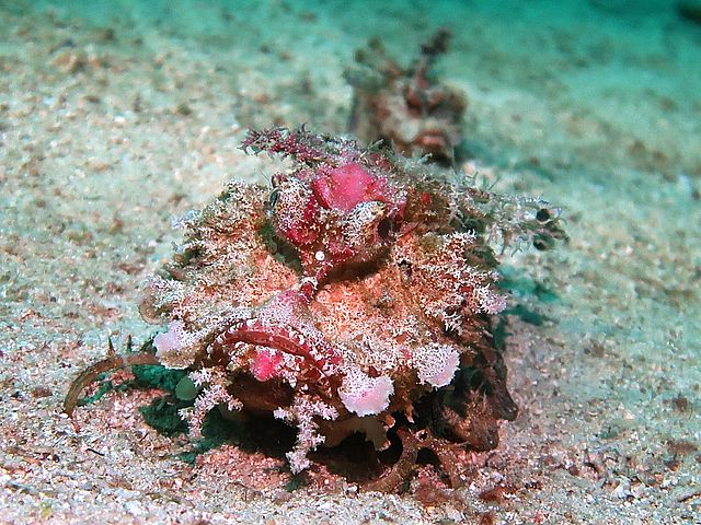 Inimicus filamentosus - Site de nomadica