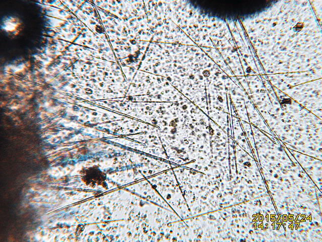 Mycale (Carmia) sp - Site de nomadica