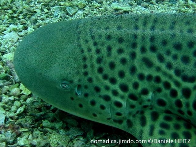 Stegostoma fasciatum - Site de nomadica