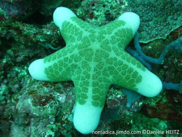Choriaster granulatus - Site de nomadica