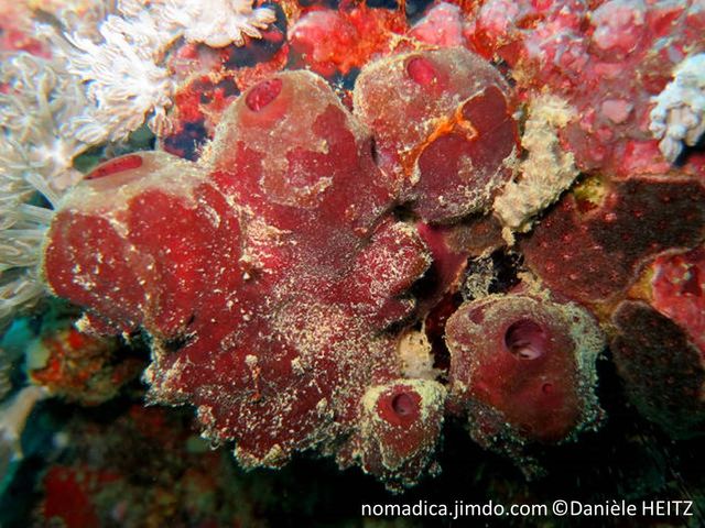 Theonella swinhoei - Site de nomadica