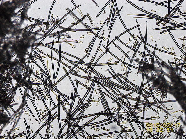 Xestospongia testudinaria - Site de nomadica