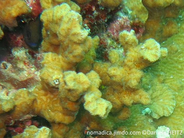 Merulina ampliata - Site de nomadica