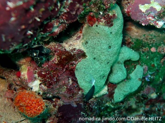 Amphimedon chloros - Site de nomadica