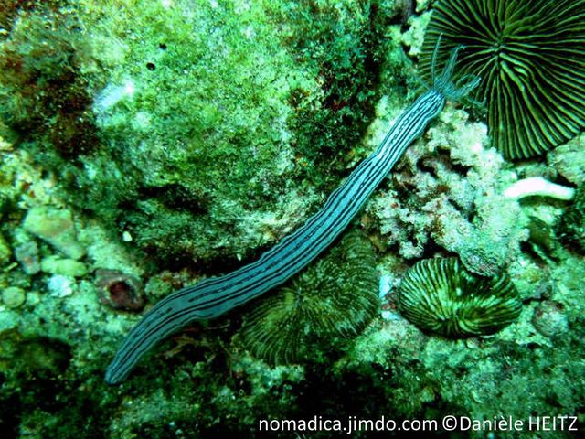 Synaptula lamperti - Site de nomadica