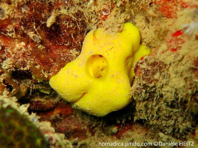 Leucetta chagosensis - Site de nomadica