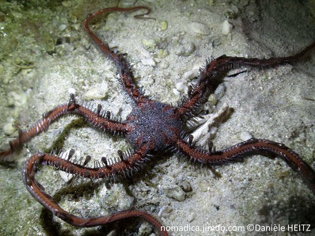 Ophiomastix annulosa - Site de nomadica