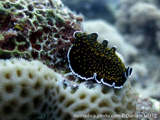 Thysanozoon nigropapillosum - Site de nomadica