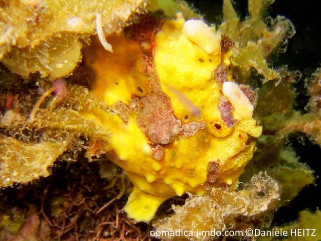 Antennarius maculatus - Site de nomadica