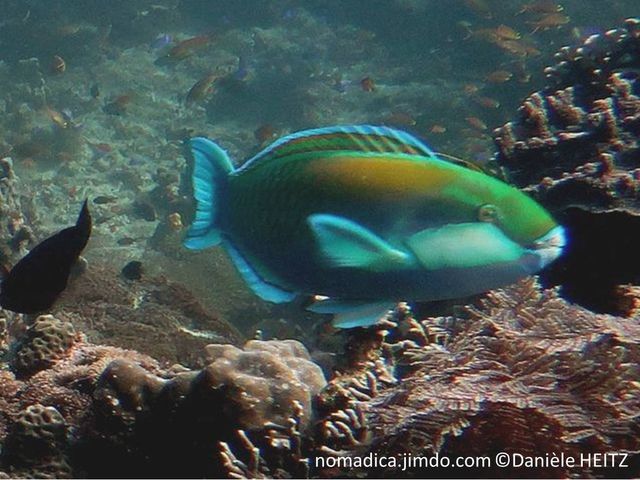 Chlorurus bleekeri - Site de nomadica